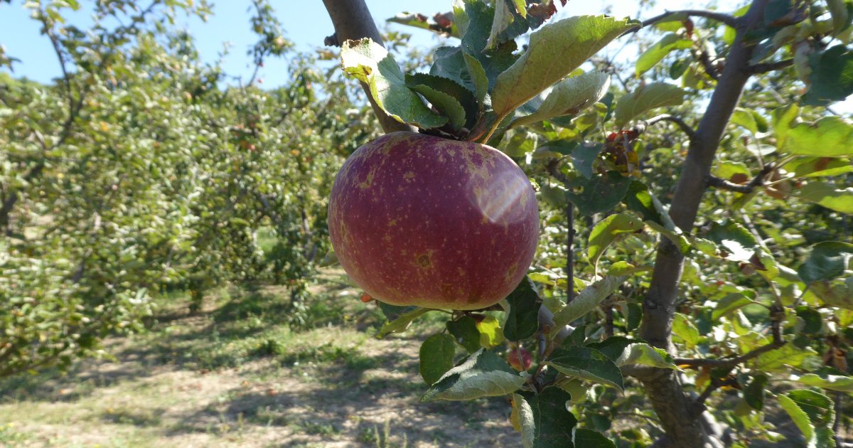 Fruinov : DoubleBonPommier