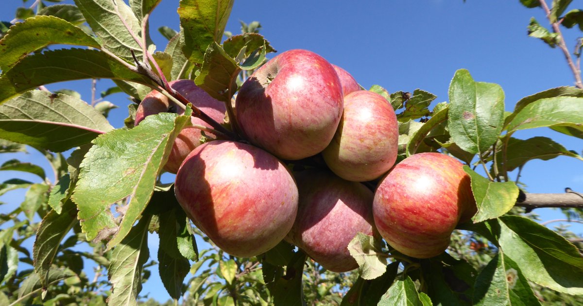 Fruinov : PommeRougeDHiver