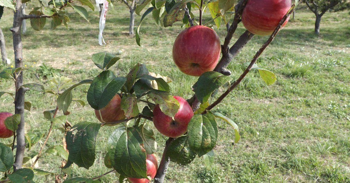 Fruinov : ProvencaleRougeDHiver